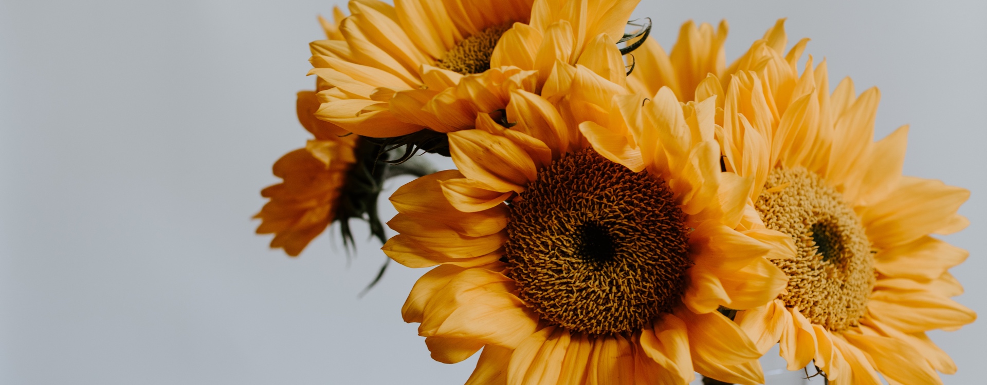Reception Fun Painting Glorious Sunflowers Like Van Gogh - Forres ...