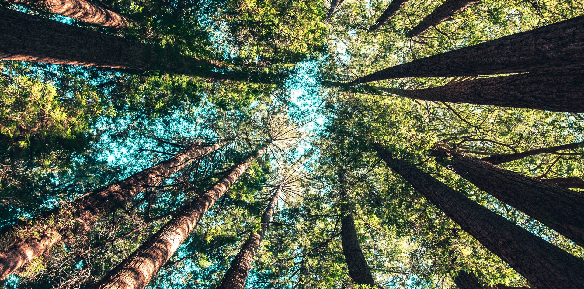 Woodland Trust Tree Planting a Tree-Mendous Success - Forres Sandle Manor