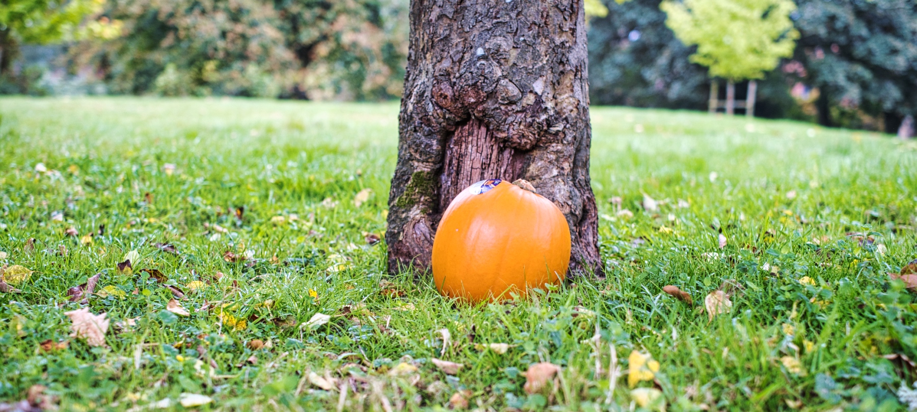 An Exciting Pumpkin Trail to Remember - Forres Sandle Manor